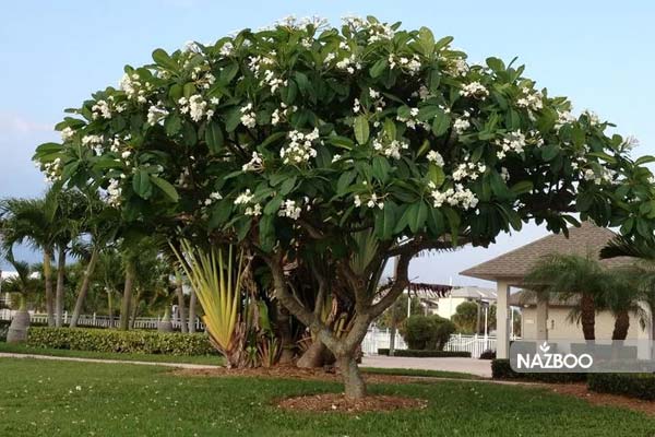 بذر پلومریا Plumeria و نحوه کاشت آن