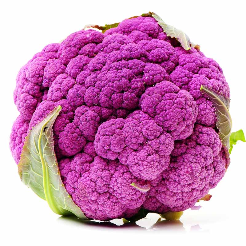 فروش بذر گل کلم بنفش سانمارتینو و نحوه کاشت آن