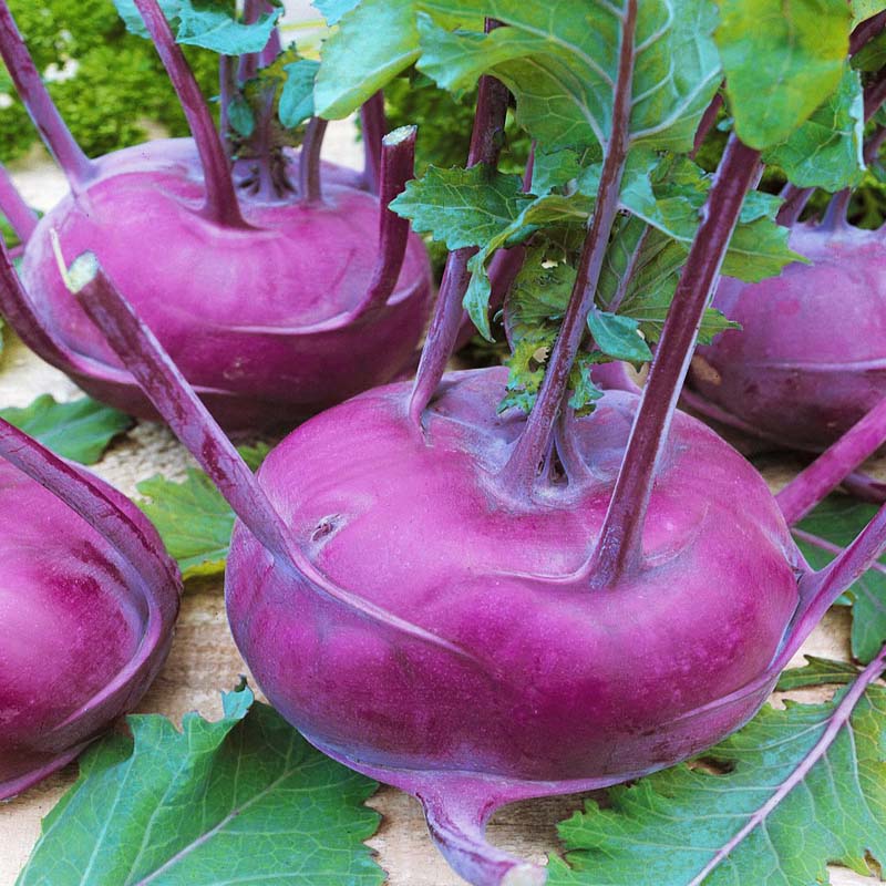 بذر کلم قمری بنفش یا کلم سنگ و نحوه کاشت